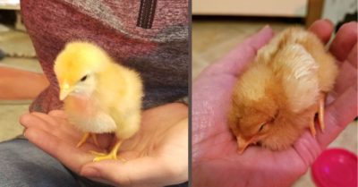 Caring for Chicks - Backyard Poultry